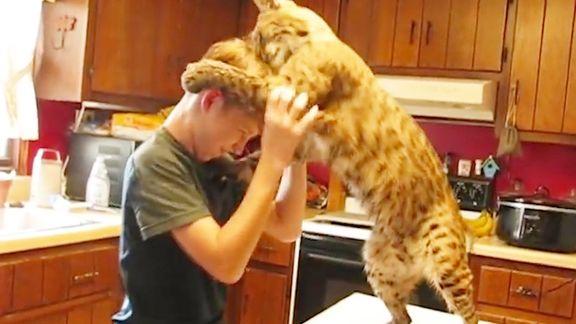 猞猁捂住主人眼睛“猜猜我是谁”,被猜到后,猞猁的动作笑翻众人