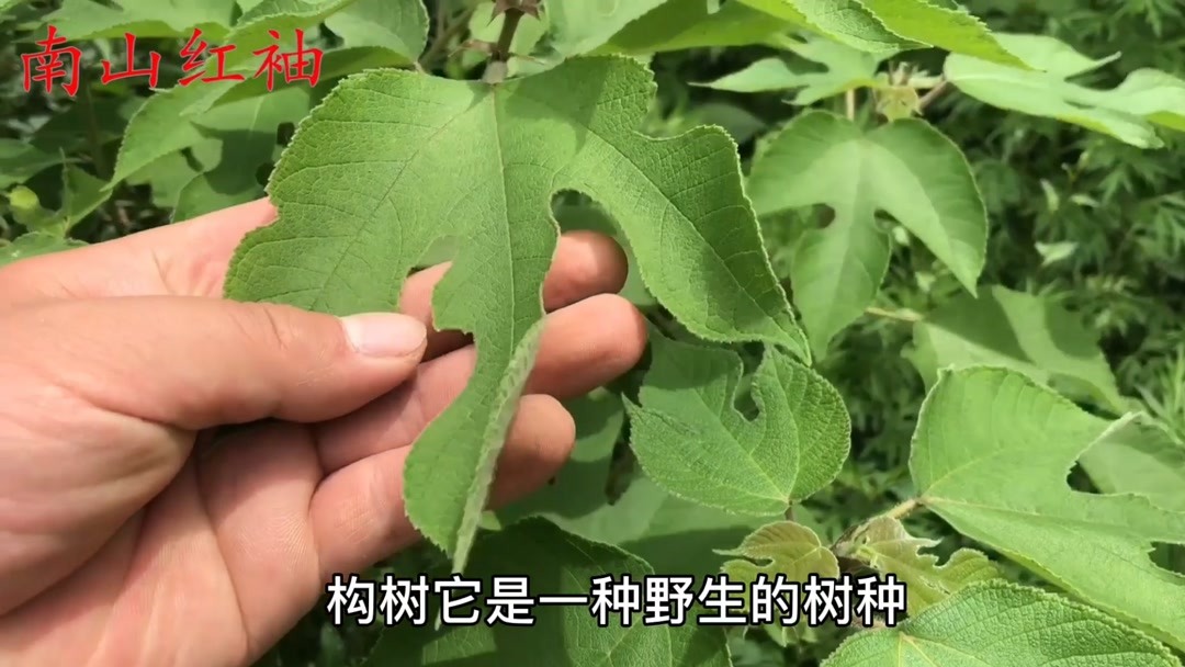 构树果,人称天然肾宝,到底有啥价值?解决不少烦恼