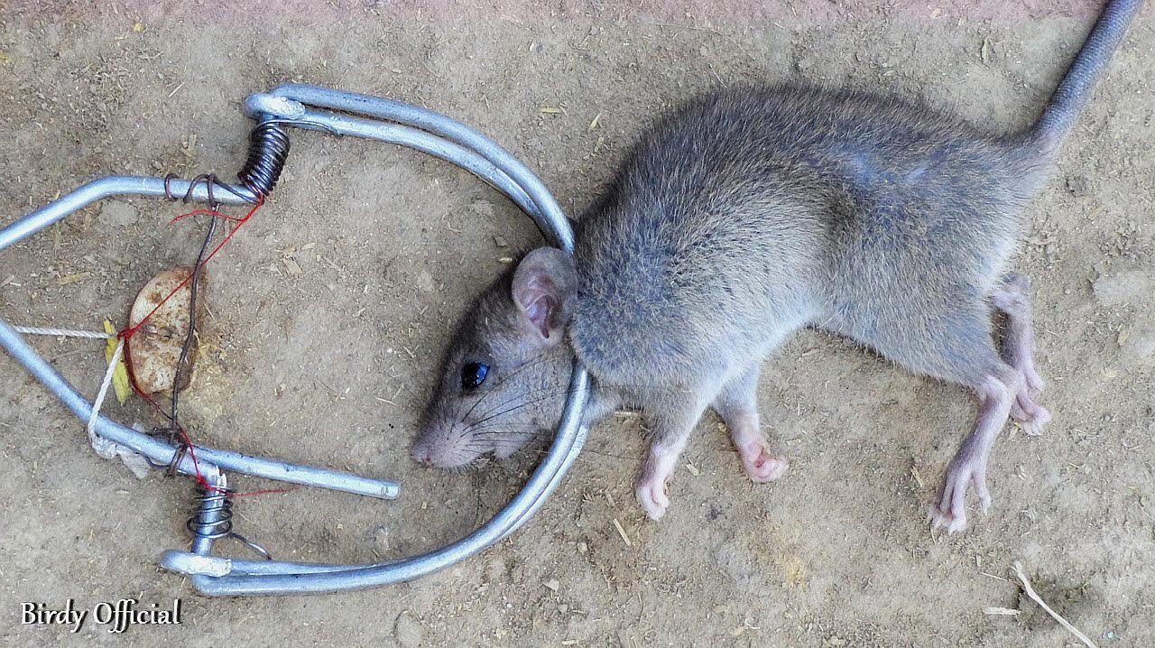 大神教我们如何制作简易捕鼠器,老鼠大扫除!