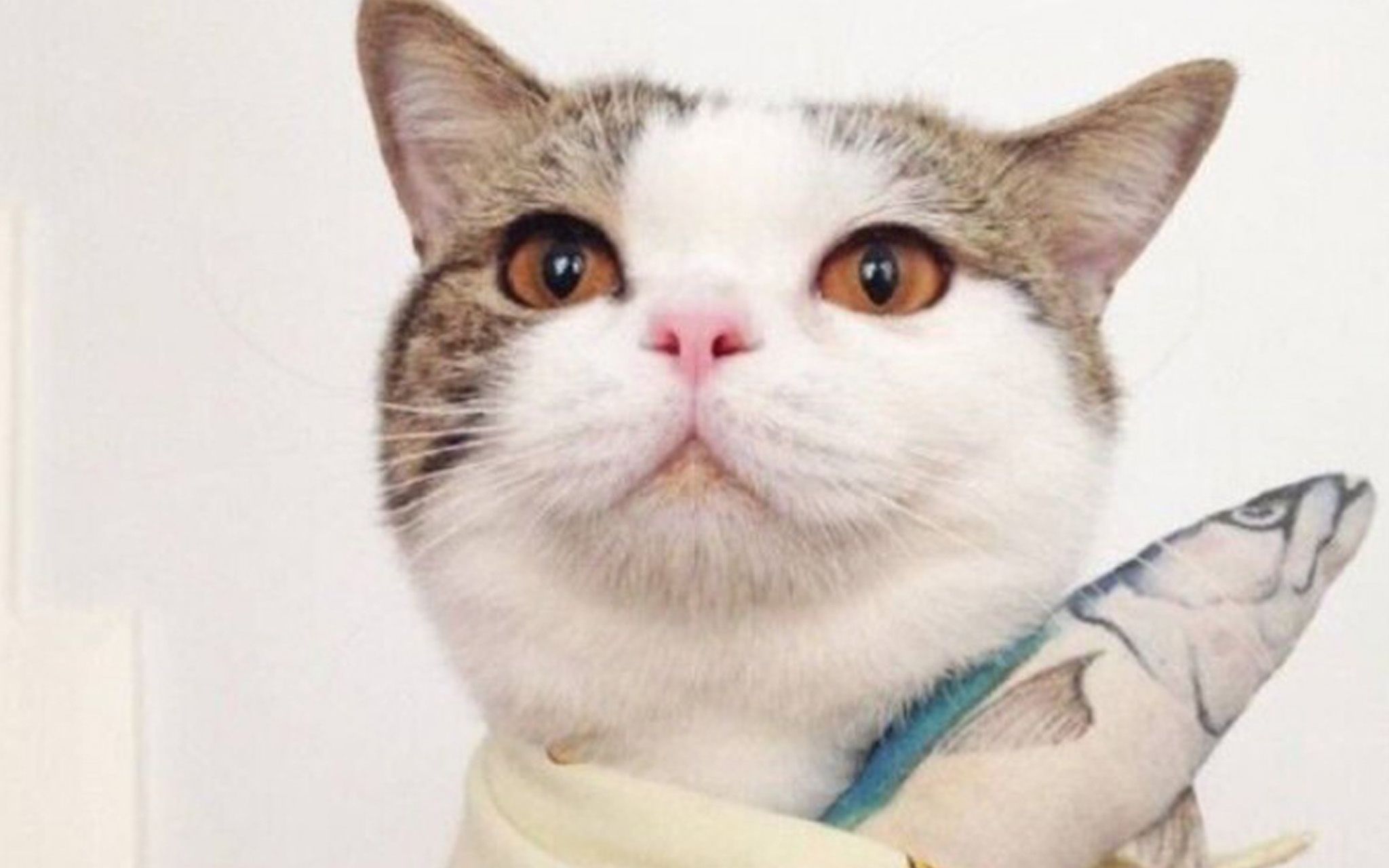 什么?低版本的Maya也可以使用曲线生产圆柱和面片的工具啦!