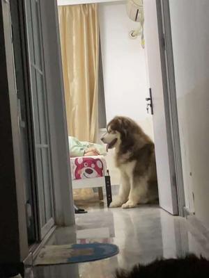 会动的脚和不太聪明的狗