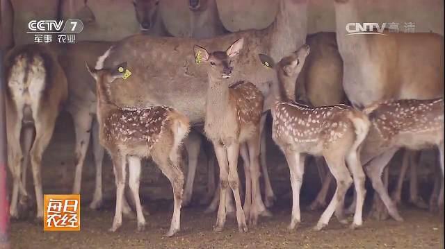 一种神奇的动物，有极高的药用价值，一斤肉能卖到65元