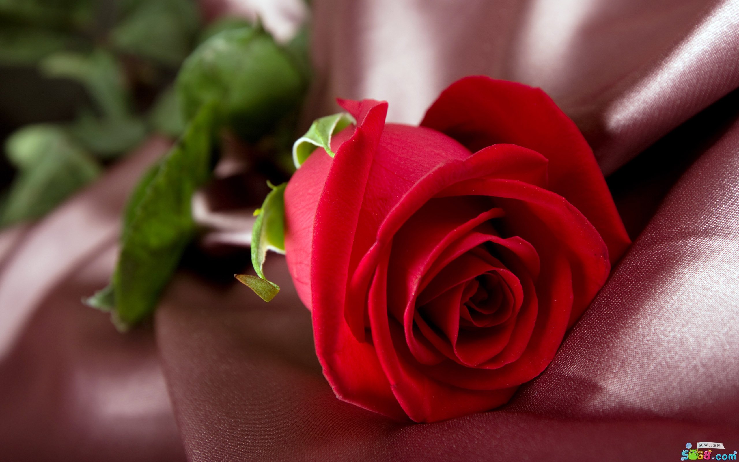 小甜瓜综合看点 