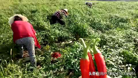 湖南醴陵特产,全国地理标志农产品,牛角玻璃辣椒种植基地。