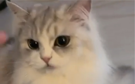 测试小猫的信任度～