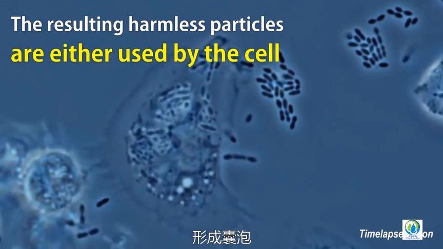 细胞膜的物质转运:胞吐与胞纳