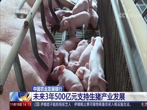 [新闻直播间]中国农业发展银行 未来3年500亿元支持生猪产业发展