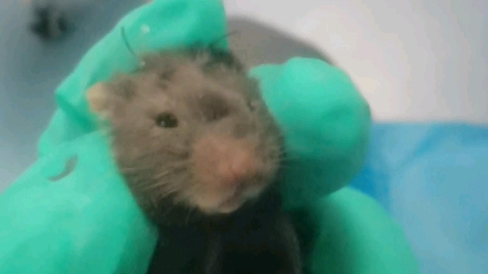 麻醉后还没醒的小鼠真好rua