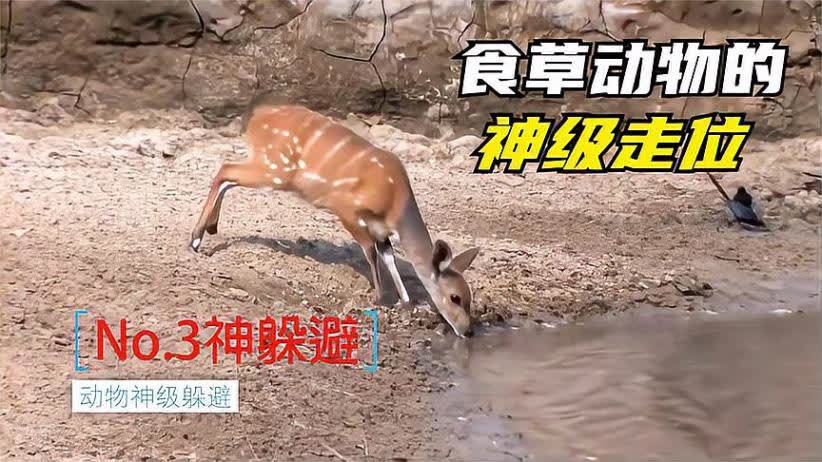 动物狩猎中的神操作 神走位,动物界个个身怀绝技!