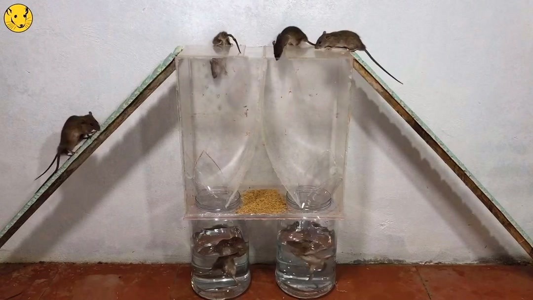 神奇捕鼠器:自制简易捕鼠器,效果甚佳