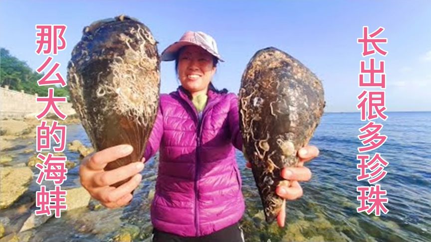 8年的双胞胎珍珠蚌,里面的珍珠会是什么样的呢?一起来看下