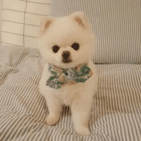 张欢妹说萌宠 