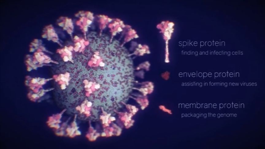 新型病毒的3D内部结构