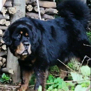 太哥带你看藏獒