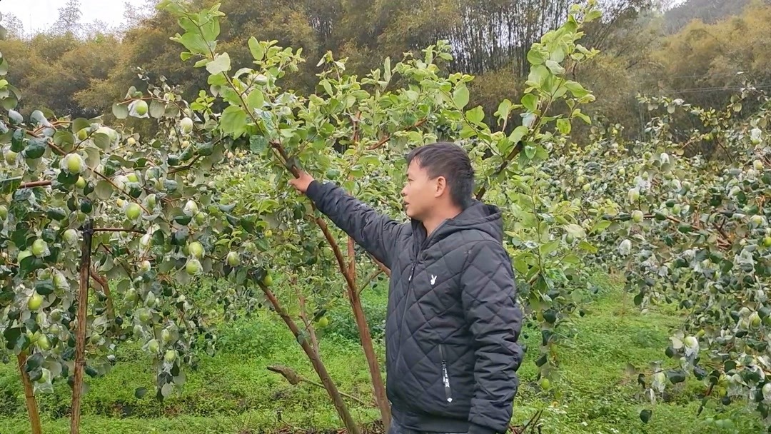 青枣为什么有的不长果,看了就知道为什么了 种植青枣农户这样说