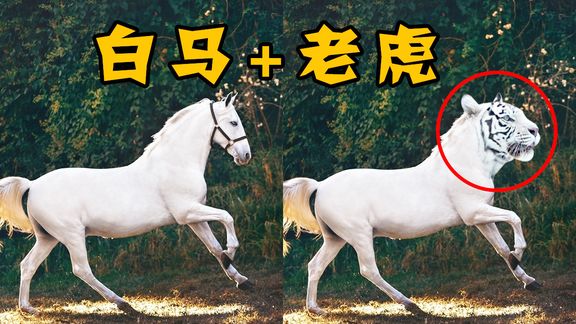 搞笑PS动物:白马和老虎组合到一起,让我联想起了“麒麟”