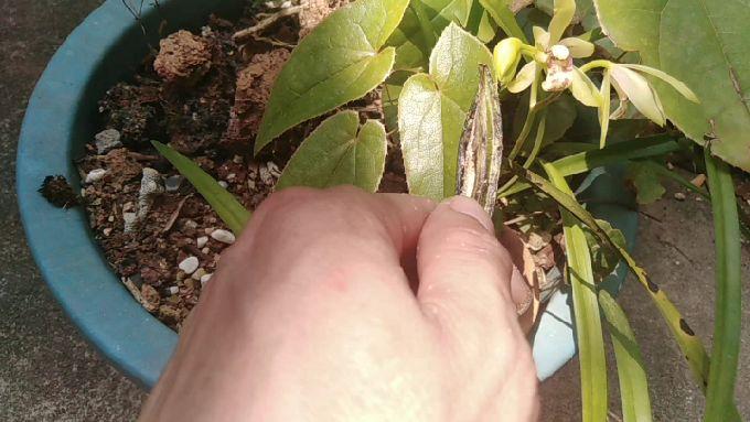 兰花从捂老头、开花、结果、兰花种子自然传播过程,你见过么?
