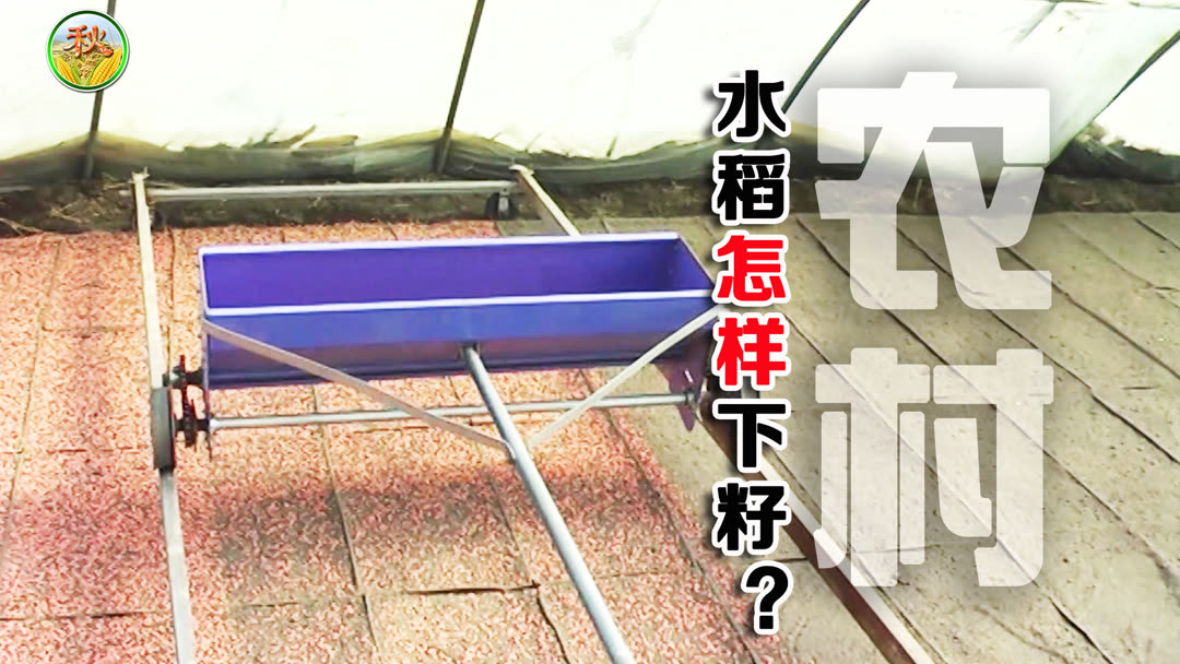 农村小伙带你去看水稻如何播种,原来都用这个,真方便