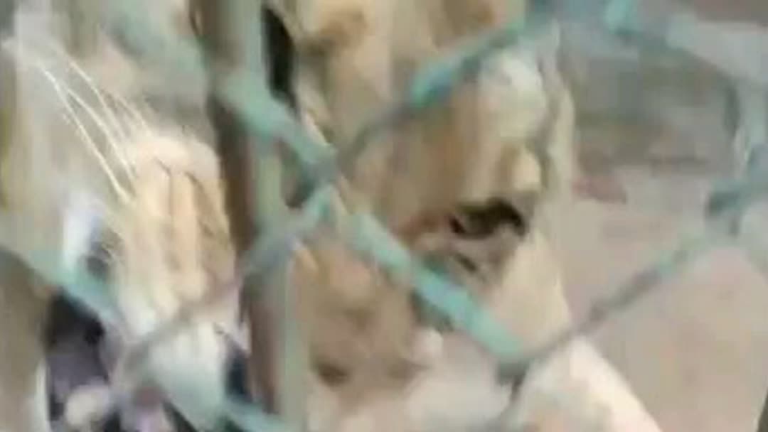 卡斯罗犬与狮子抢食与狼纷争,胆大包天