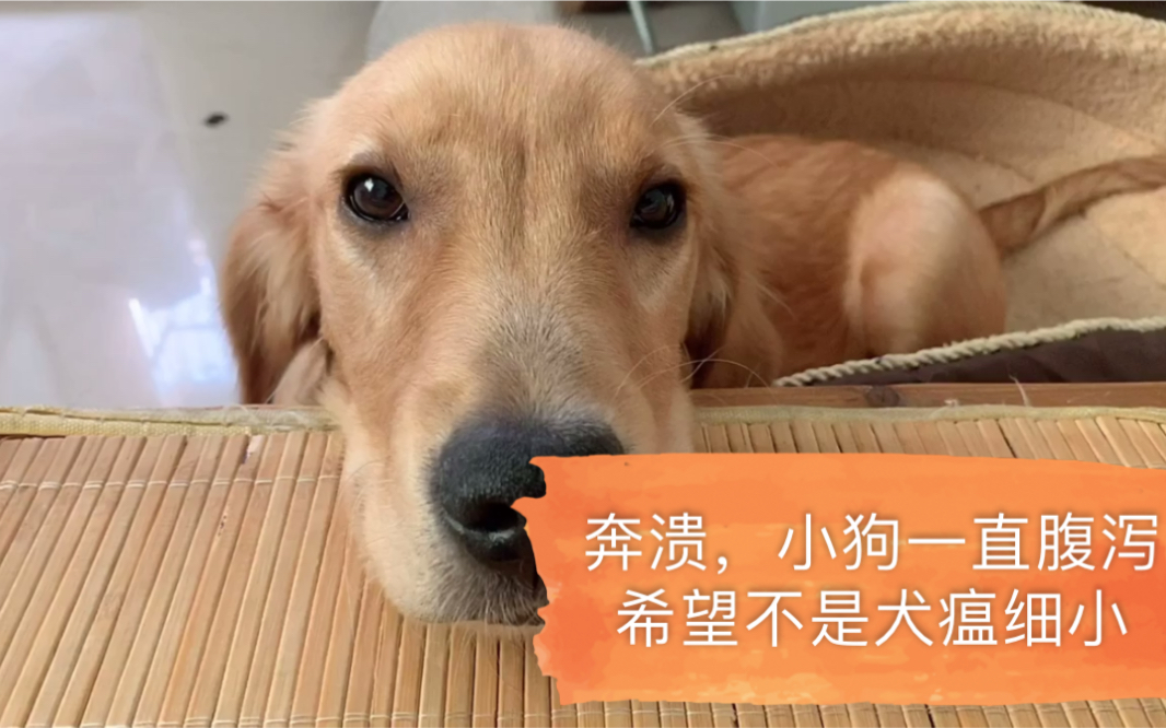 崩溃,小狗还是一直在腹泻,希望是狗粮的问题而不是犬瘟细小