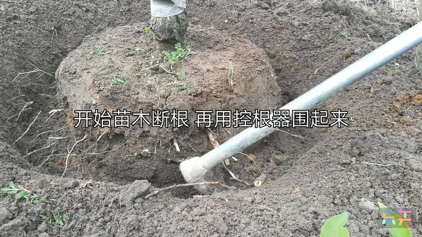 苗木如何断根
