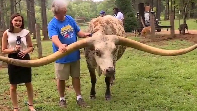 世界上最大的牛角,长度2.76米,出价130万都不卖!