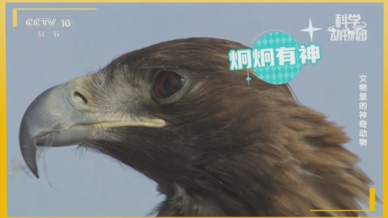 《科学动物园》 20240524 文物里的神奇动物