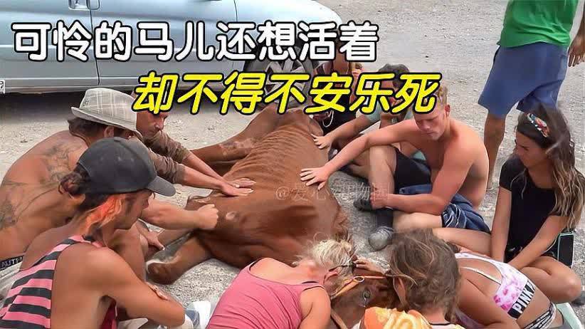 马儿下巴被踢致骨折撕裂,虽精心护理却无力回天,只能安乐死!