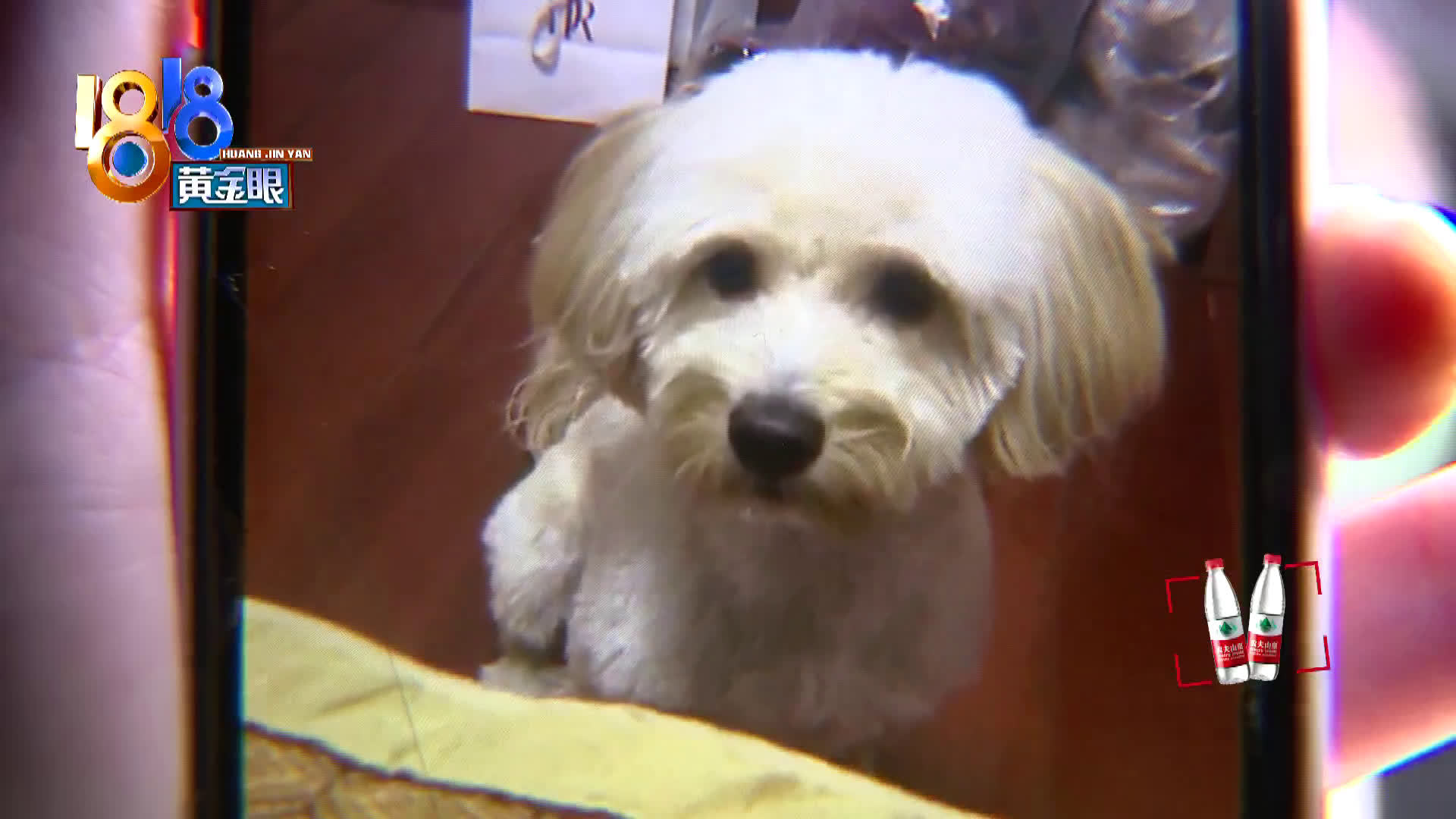 小狗中毒死亡 之前也有发生?