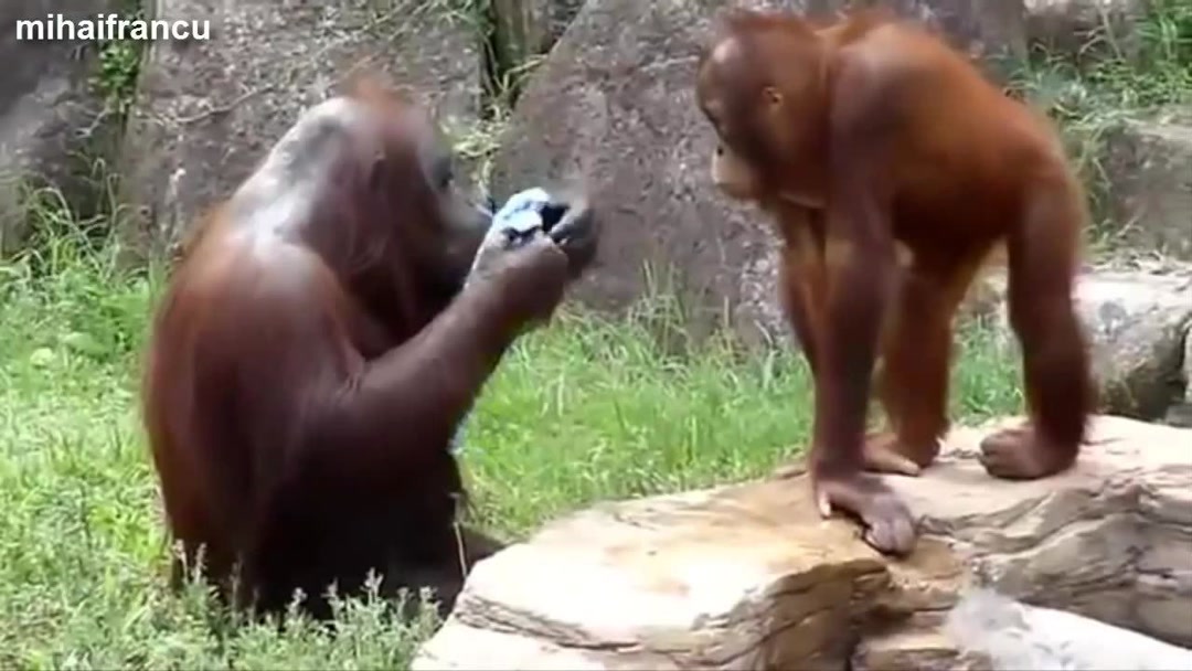 动物的搞笑举动,捧腹了