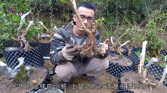 这个小树桩造型不错,先用控根器养着,等天气好了再上盆