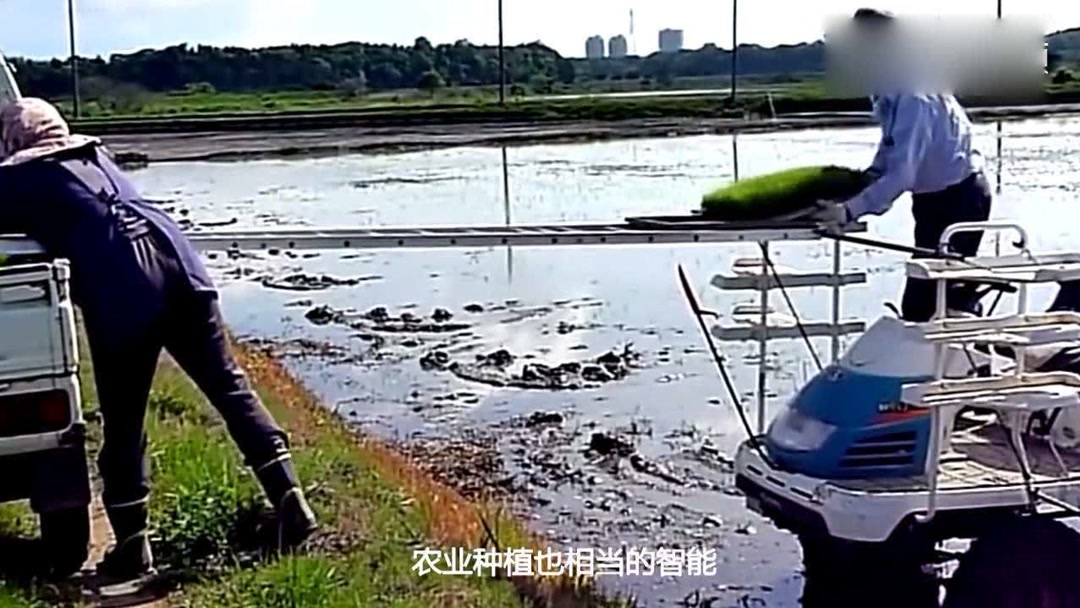 为何日本的水稻那么出名?看看这智能的种植方式就知道了