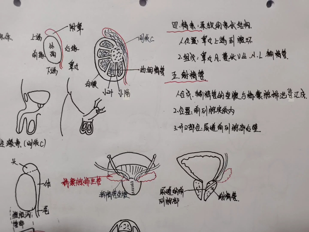 霍琨老师解剖笔记生殖系统(男性)