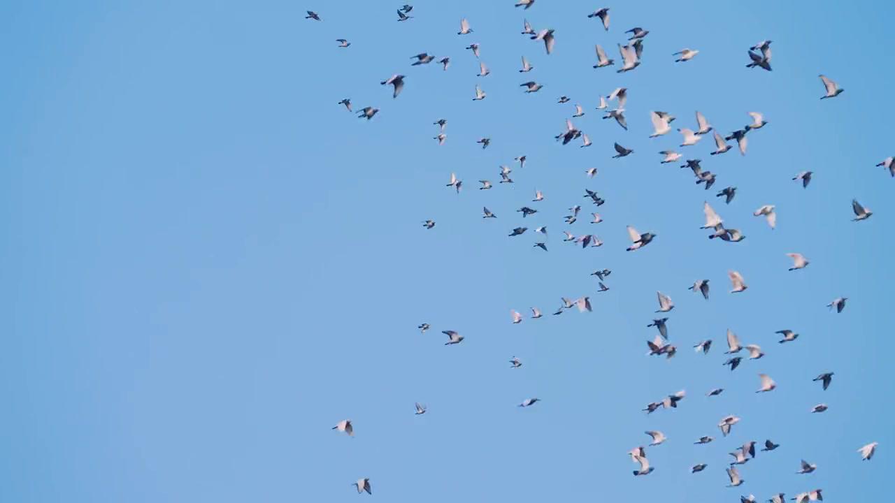 ...一辆神秘的"中轴时空列车"打破时空限制,穿梭北京中轴线700年岁月...