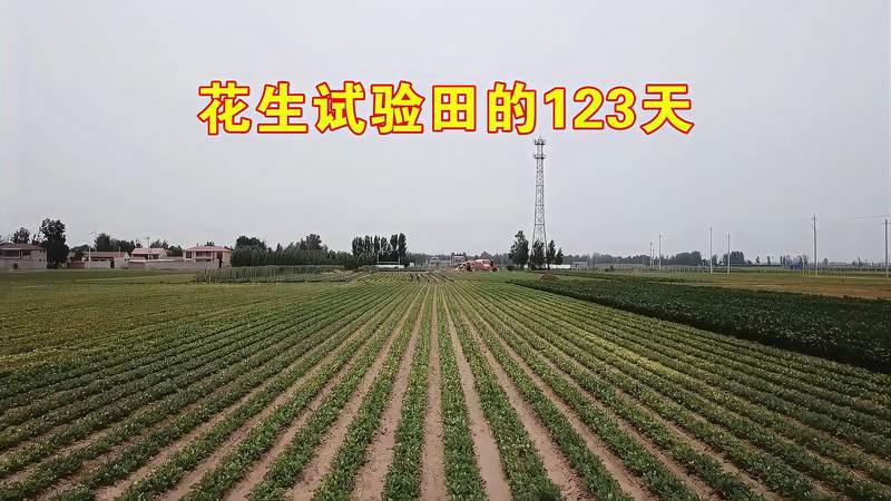 花生套餐哪个好?监控摄像头告诉你答案!全程记录花生生长对比