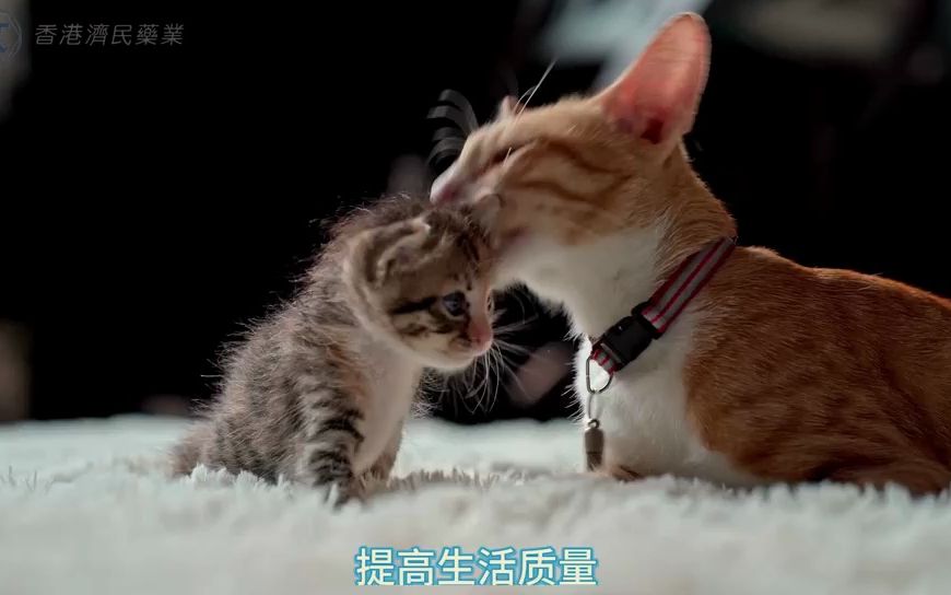 作为第一种治疗猫骨关节炎的单克隆抗体类药物Solensia 在治疗上有哪...