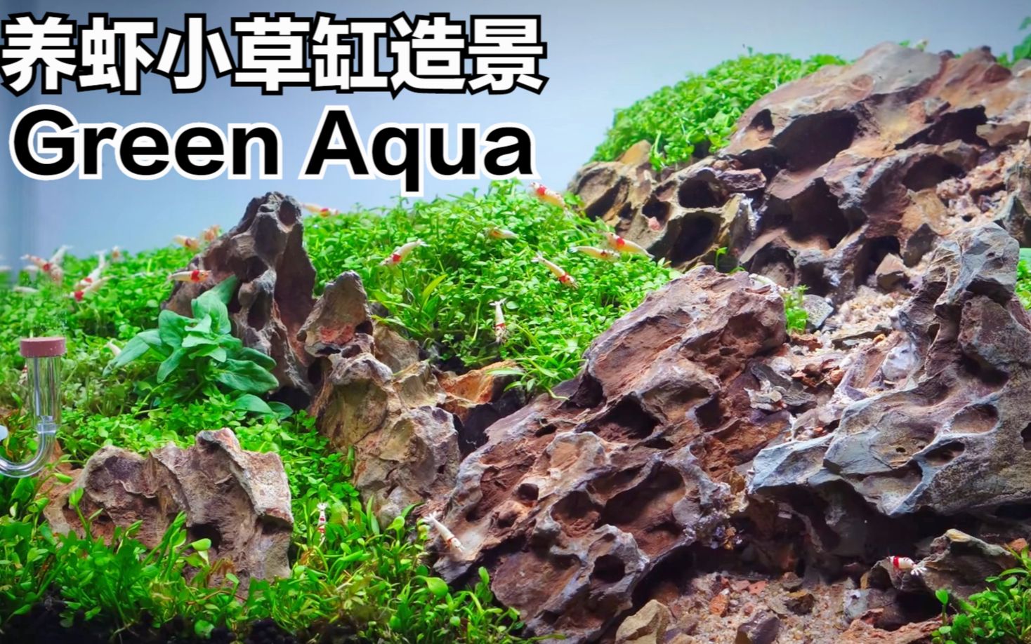 养虾迷你草缸造景教程[4K+翻译] GreenAqua