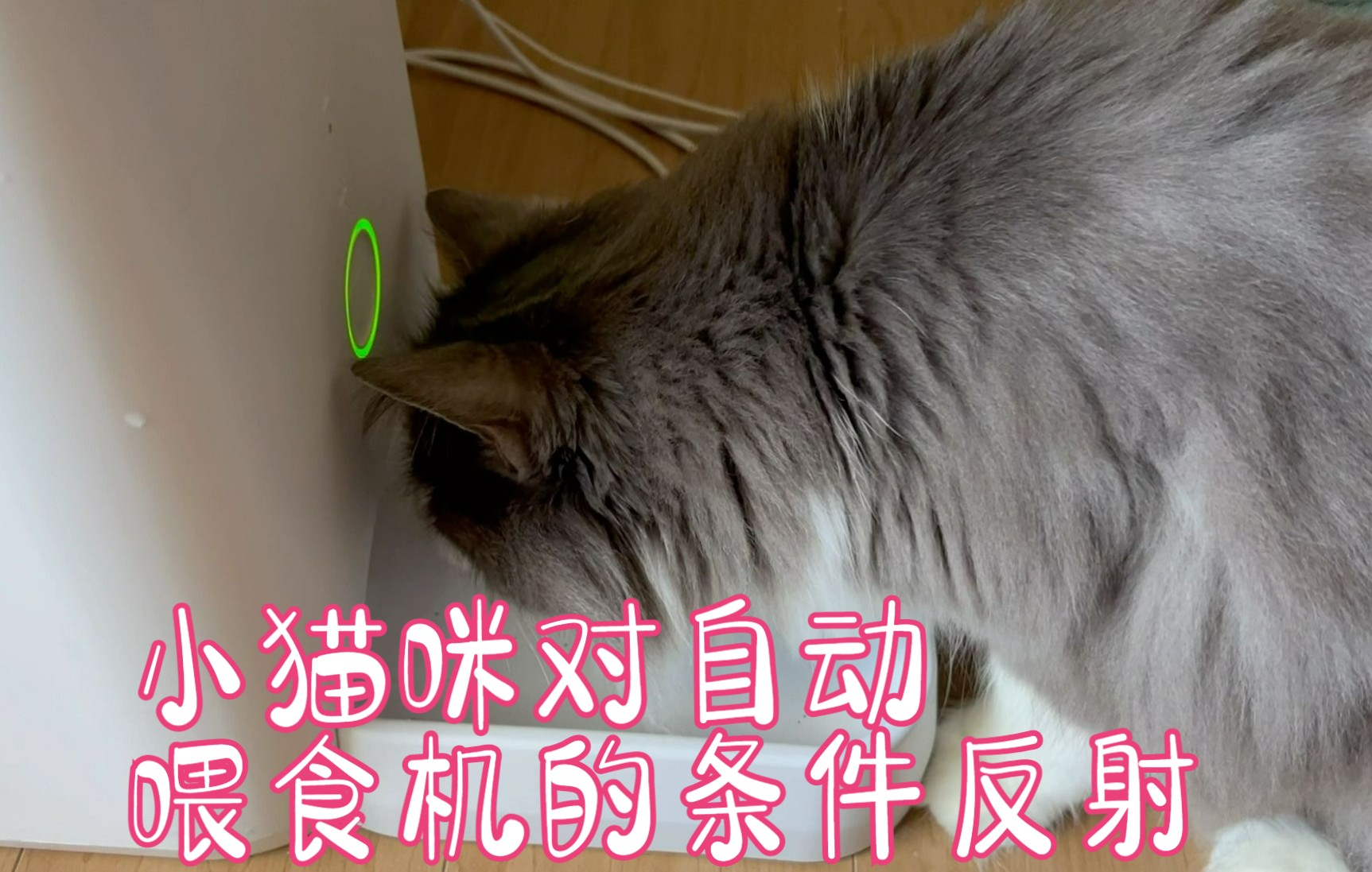 木木的小日常之小猫咪对自动喂食机的条件反射