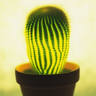 仙人掌的工作室 