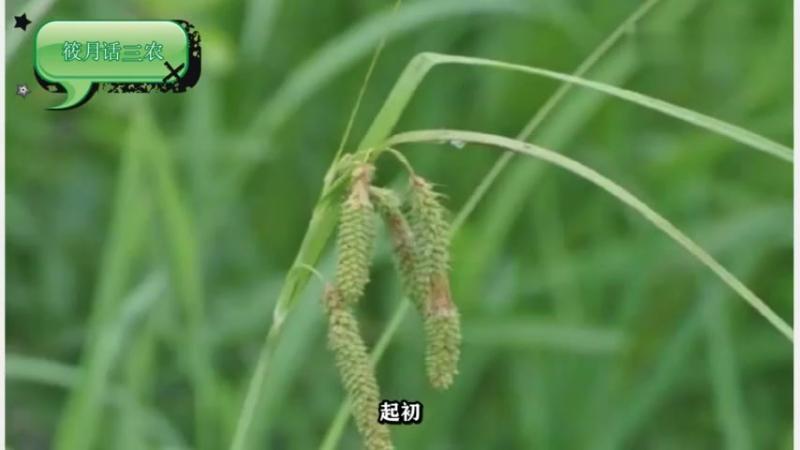 农村长相似水稻的植物,现在被农民视为杂草,可以用来酿酒