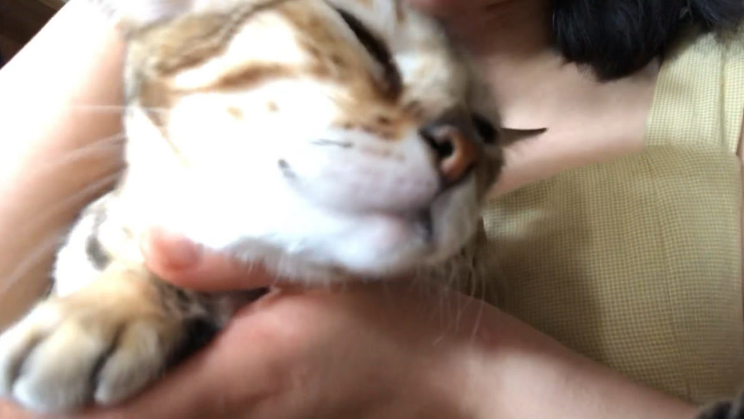 如何把猫整生气然后哄好 然后再整生气再哄哈哈哈哈哈哈哈