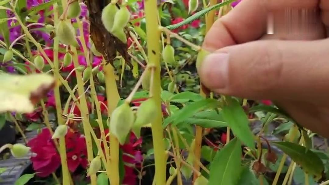 #种子#【愤怒的种子】 凤仙花种子爆炸