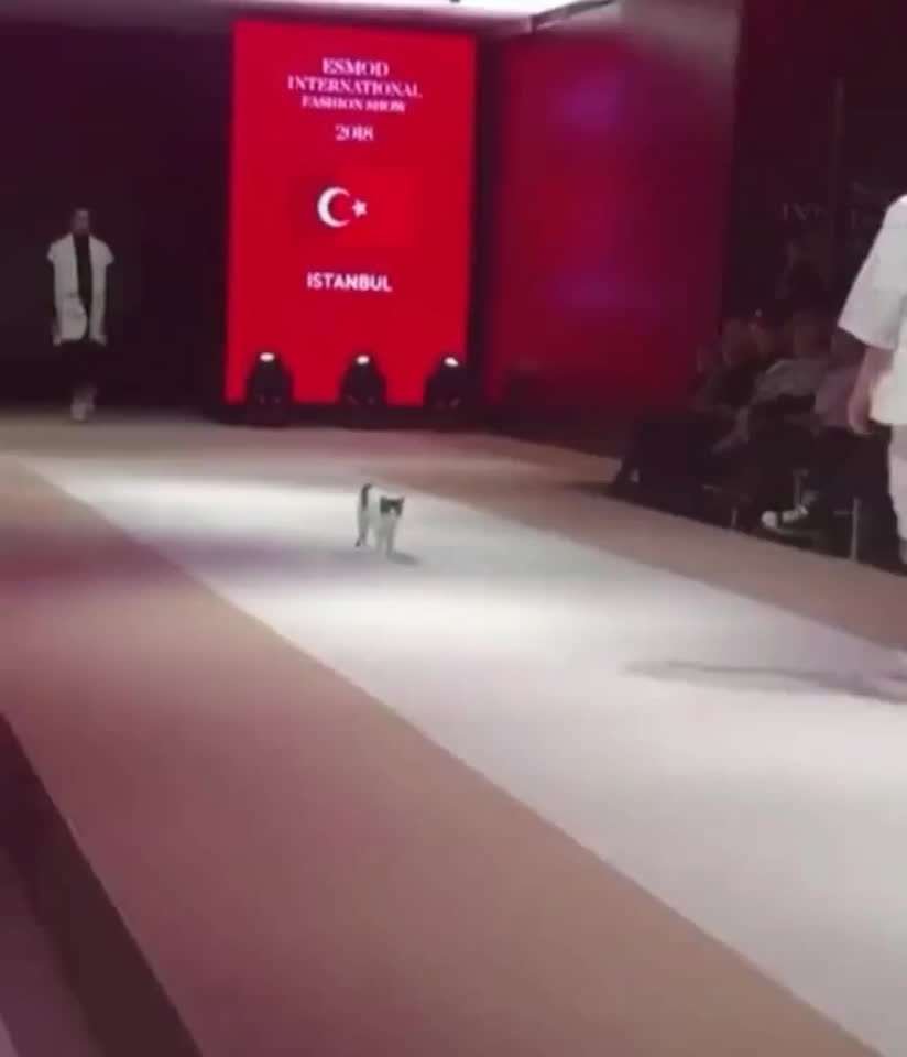 其实模特的步伐是从猫哪里学来的