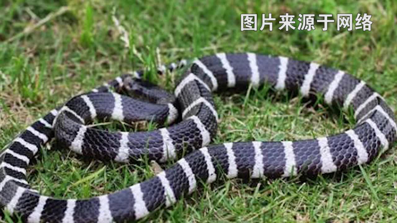 女孩网购银环蛇当宠物被咬伤 经抢救仍无自主呼吸