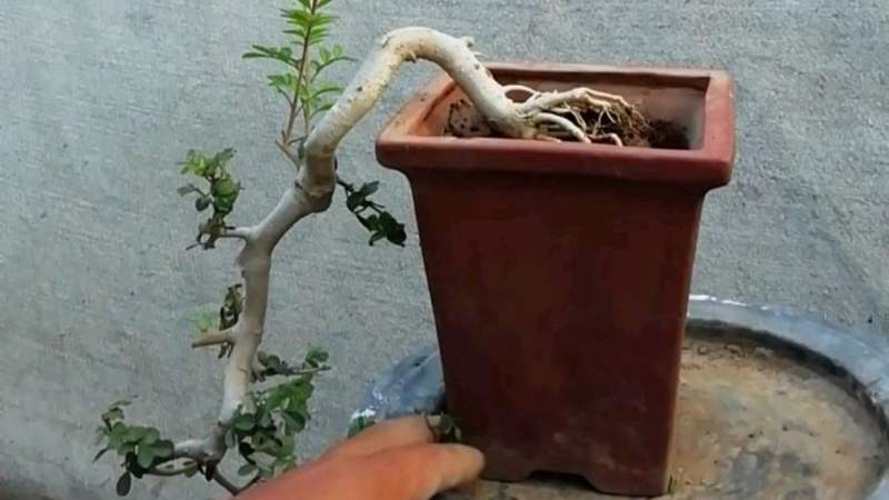 小悬崖式对节白蜡