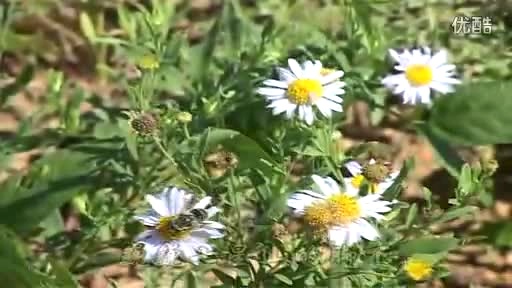 吉林省伊通满族自治县实验小学校歌MTV