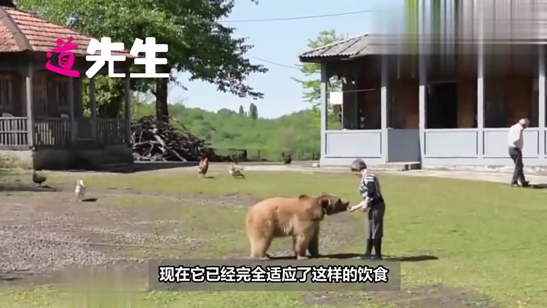 俄罗斯熊跟主人“打架”,双方势均力敌,这一幕太有爱了