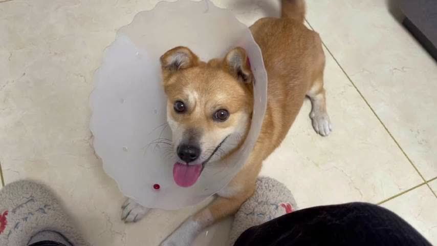 狗狗撕咬同伴,当它看到主人生气时,吓得浑身发抖快哭了!