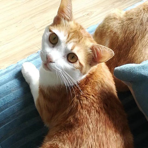 FC猫仙 