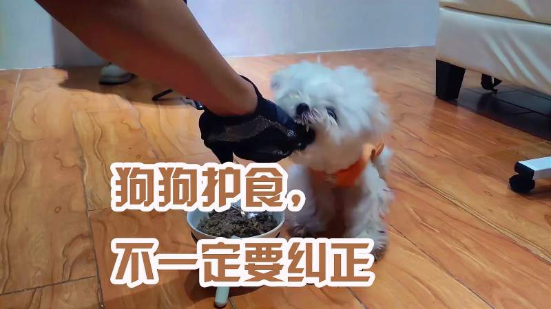 狗狗护食咬人通常要纠正,但如果它是这种情况,就不一定了